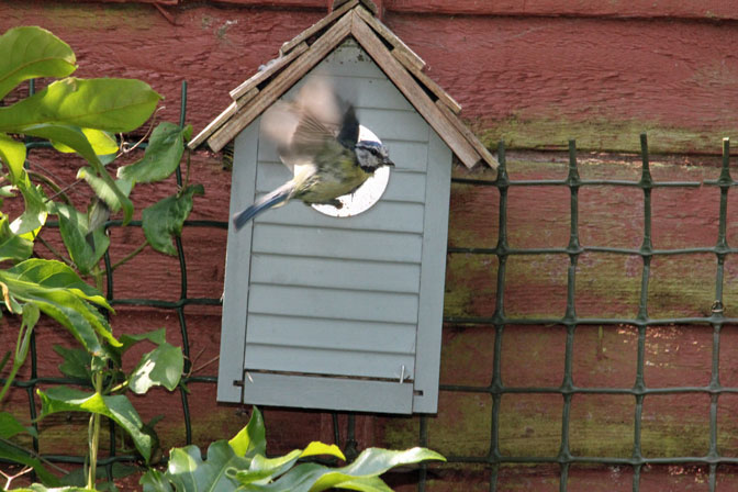 Watching wildlife | CabbieBlog